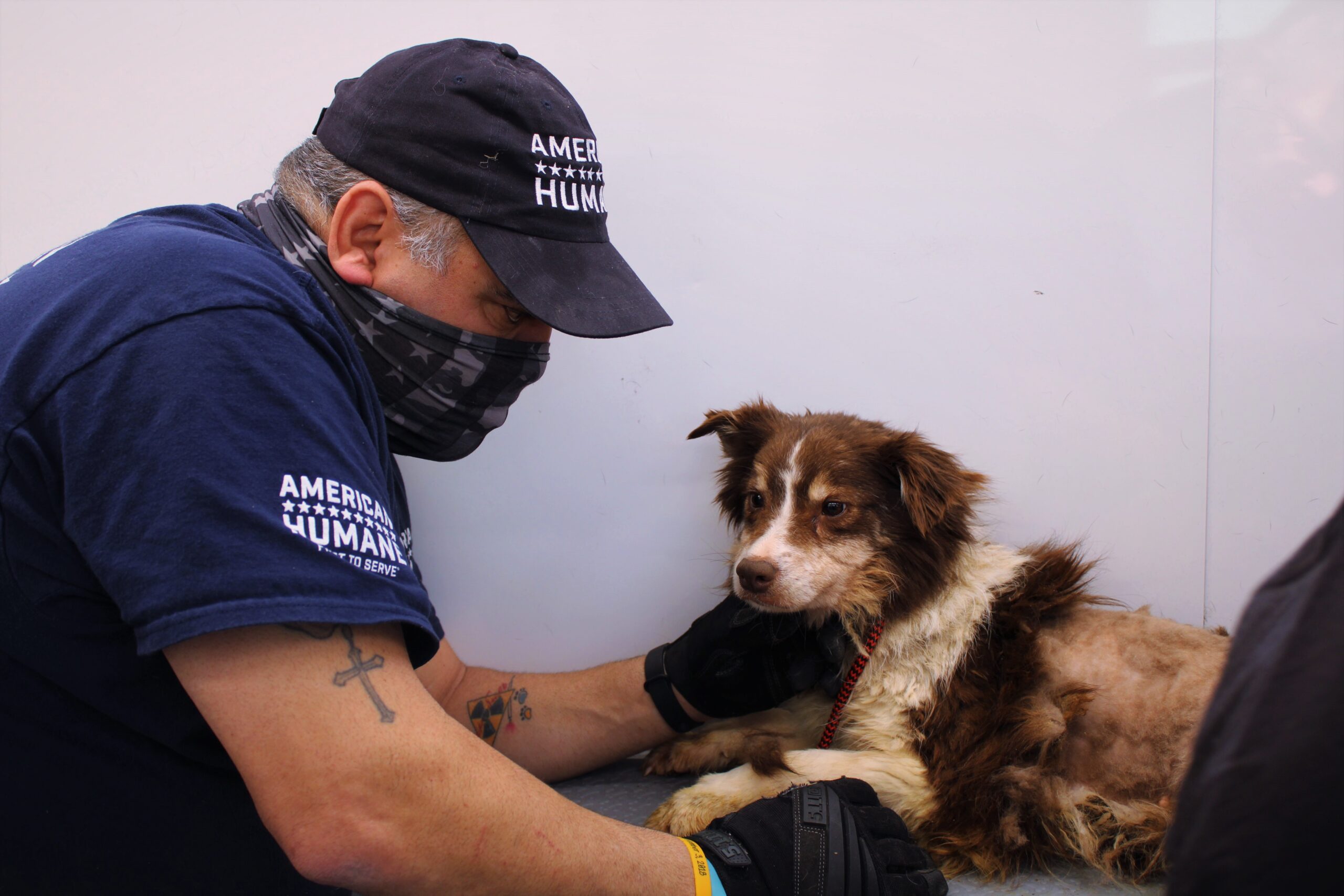 The Importance of Choosing a Responsible, Humane Breeder - American ...