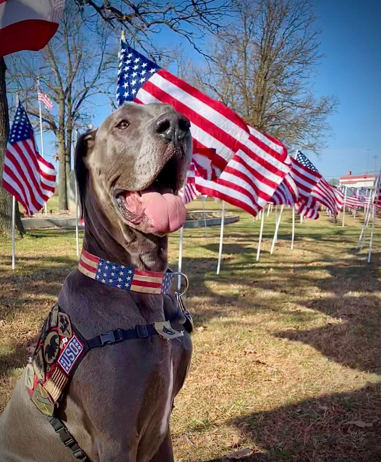 Hero Dog Awards® - American Humane Society