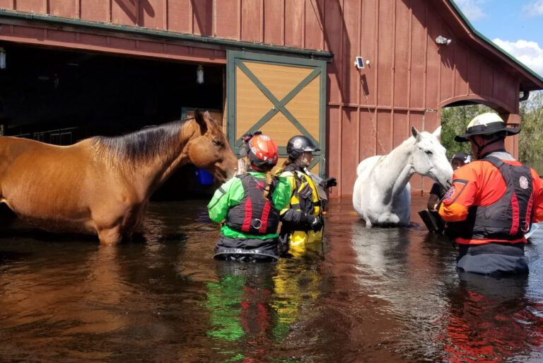 About Us - American Humane Society