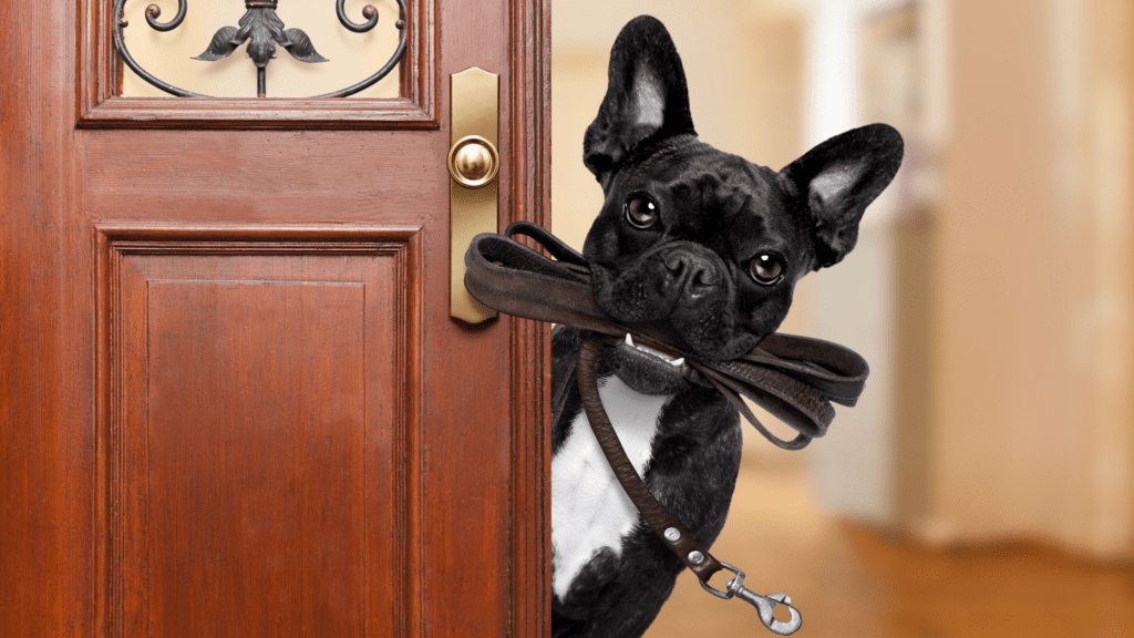 10 Training Tips for Happier, Safer Walks with Your Dog - American ...