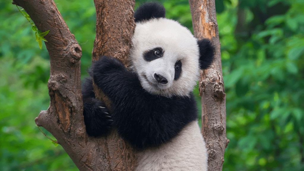 National Panda Day - American Humane Society