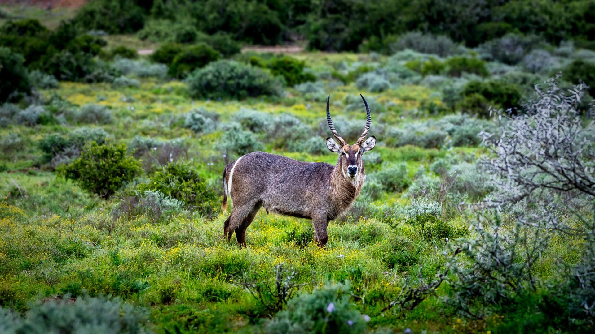 Wildlife Protection - American Humane Society