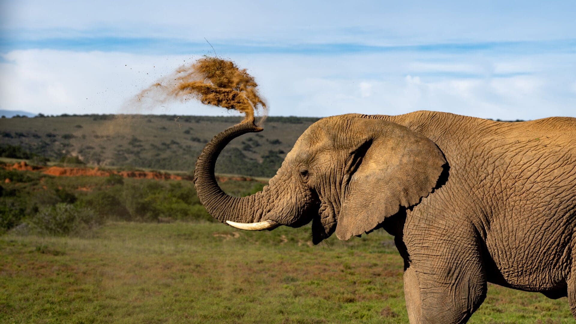 Wildlife Protection - American Humane Society