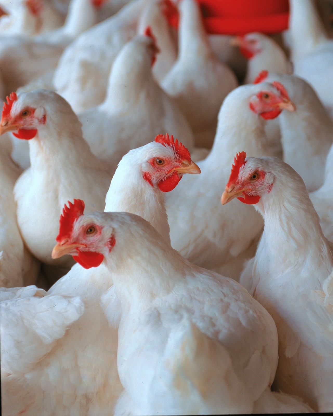 What We Do - American Humane Society