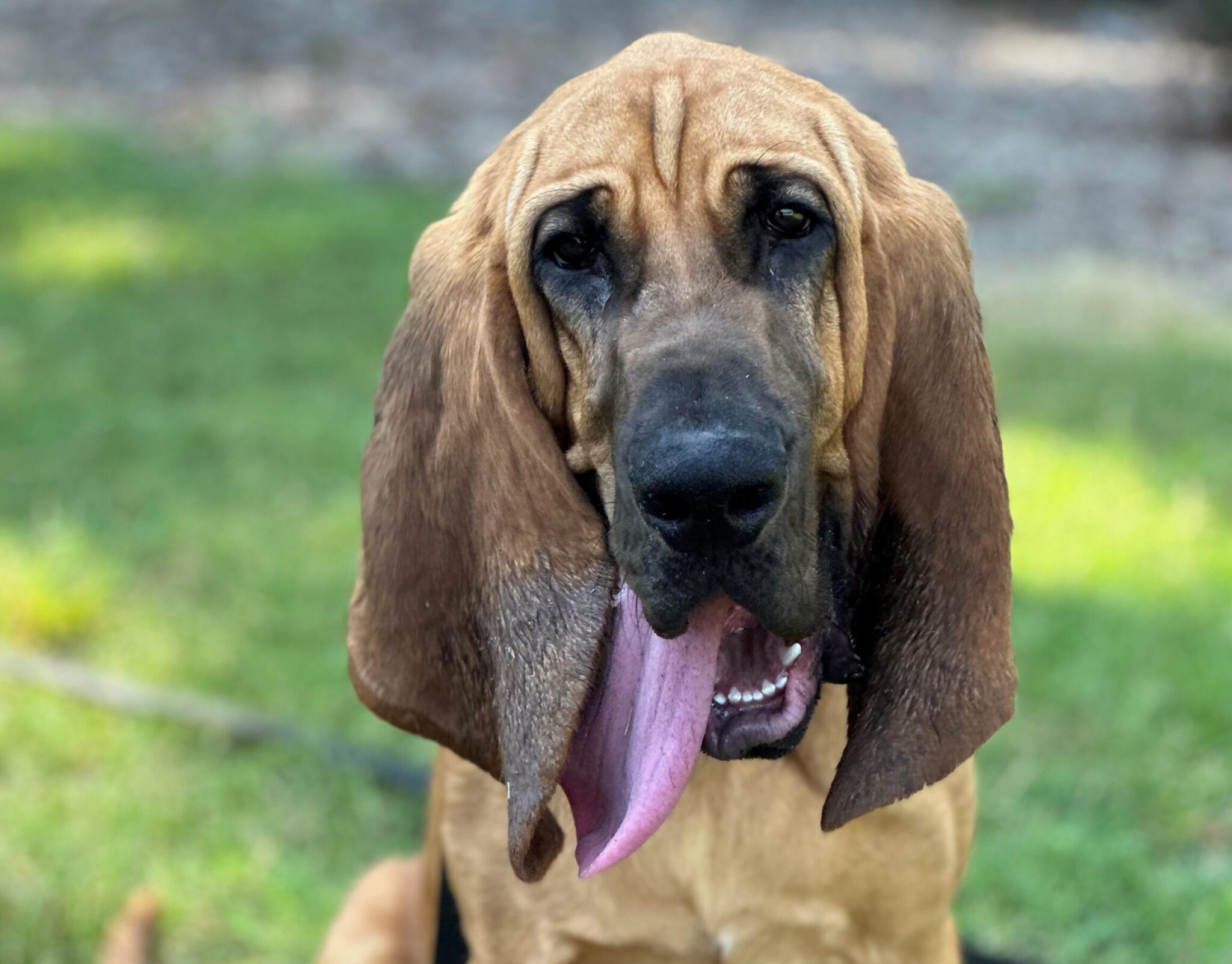 Recon, the 2022 Service Hero Dog - American Humane Society