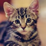 History - American Humane Society