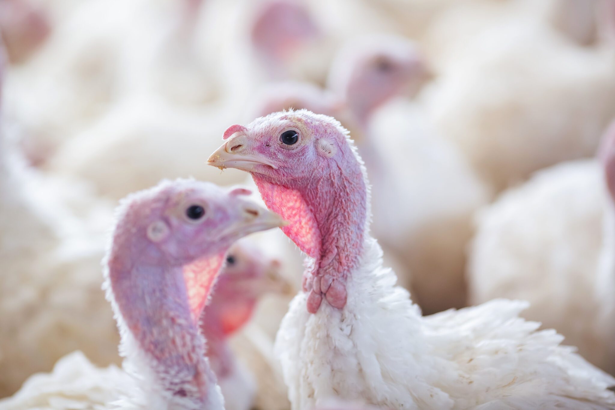 Farms - American Humane Society