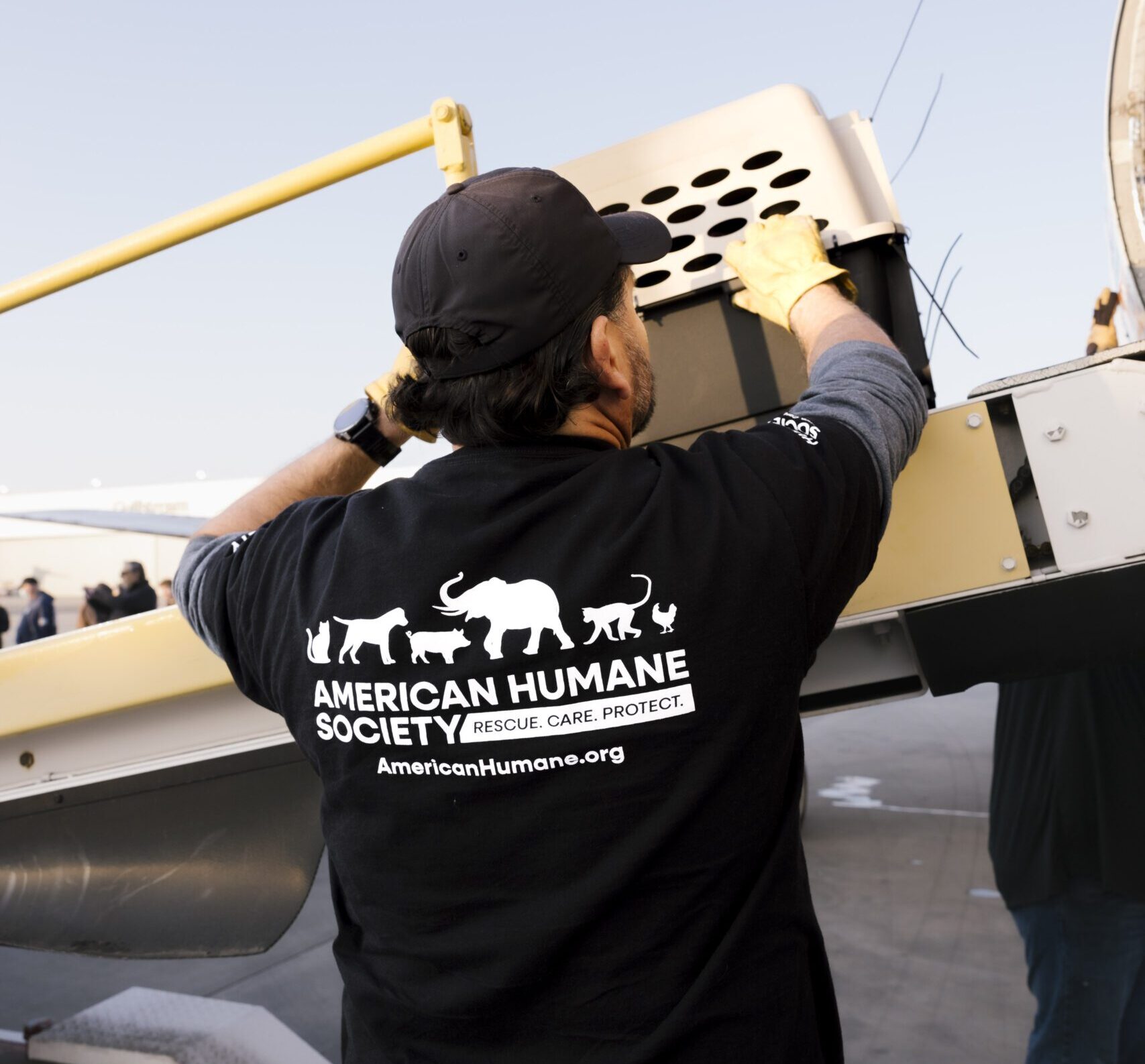 Los Angeles Wildfires: American Humane Society Transports 120 Adoptable ...