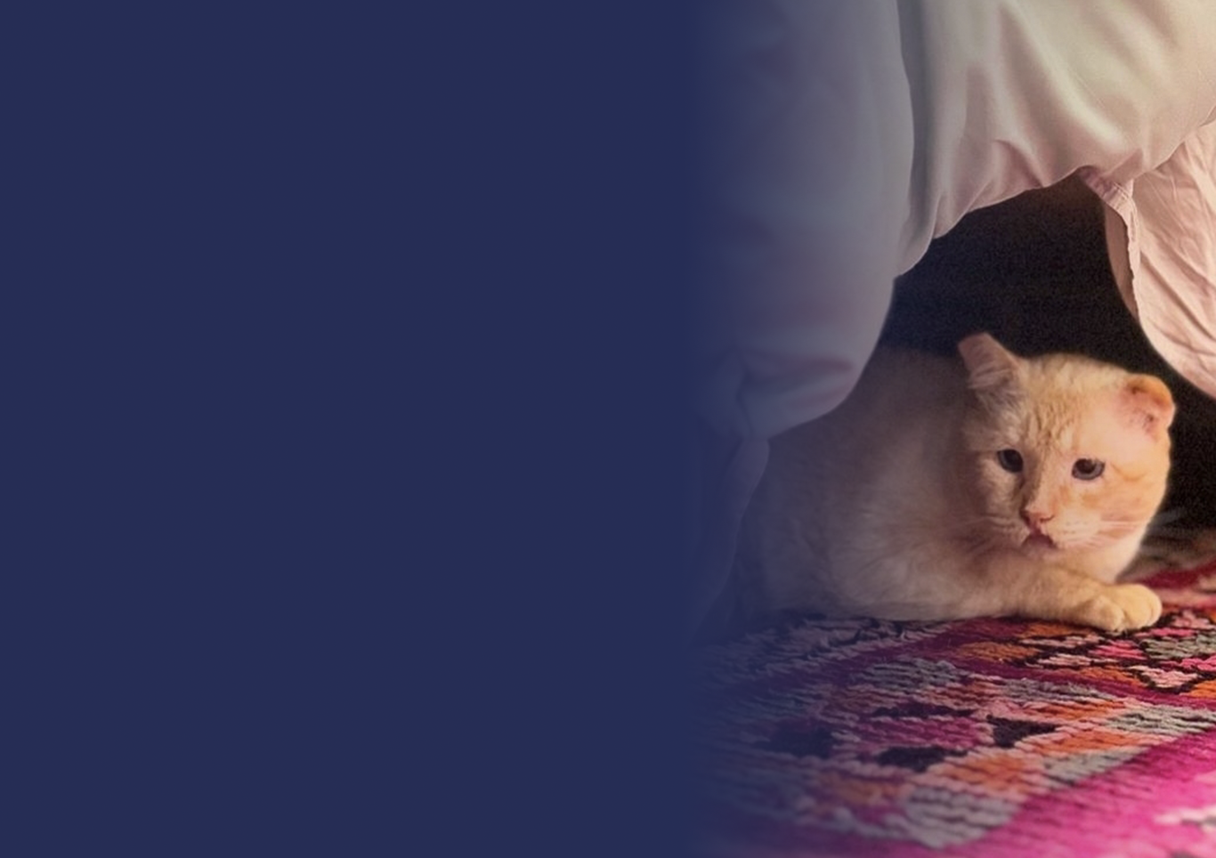 American Humane Society