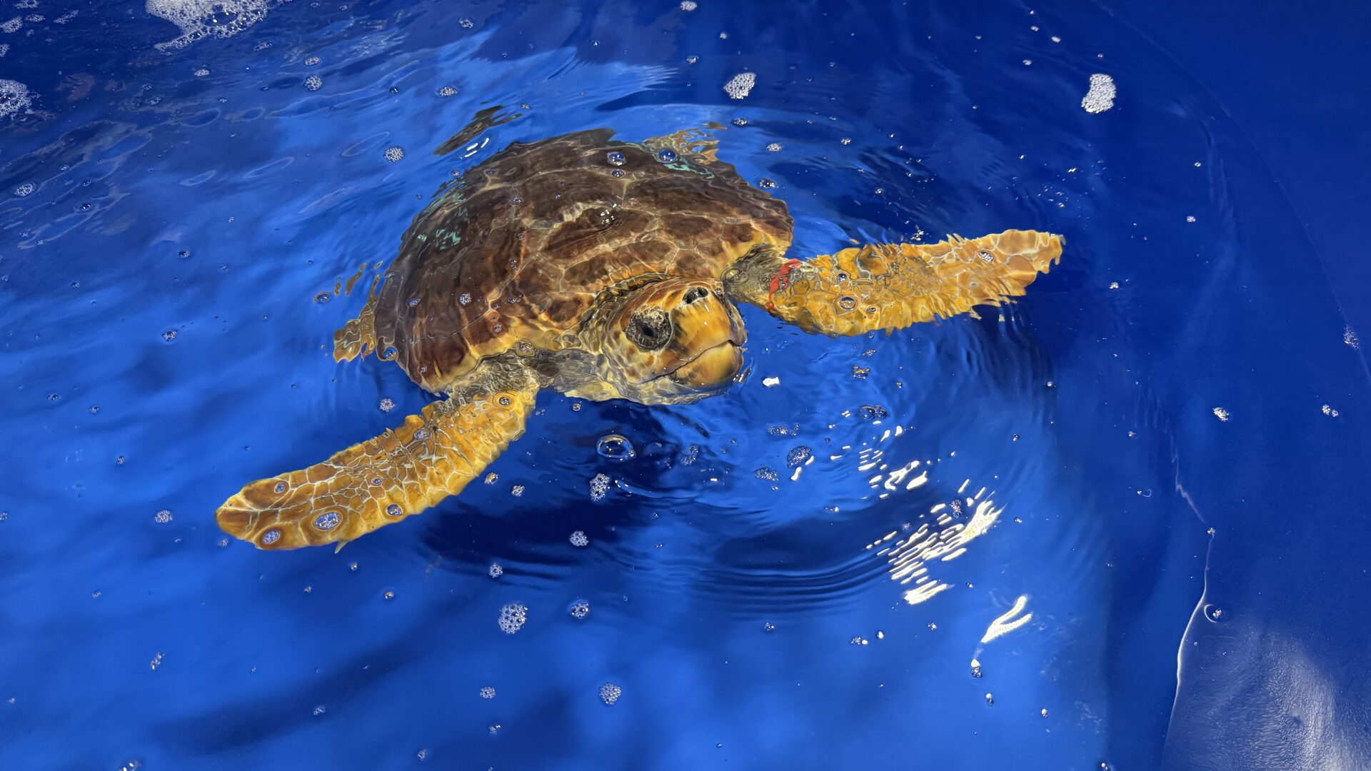 Introducing the Next Era for American Humane - American Humane Society