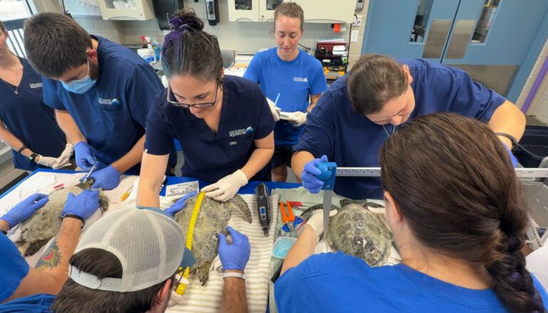 Saving Sea Turtles: How American Humane Certified Florida Aquarium is ...