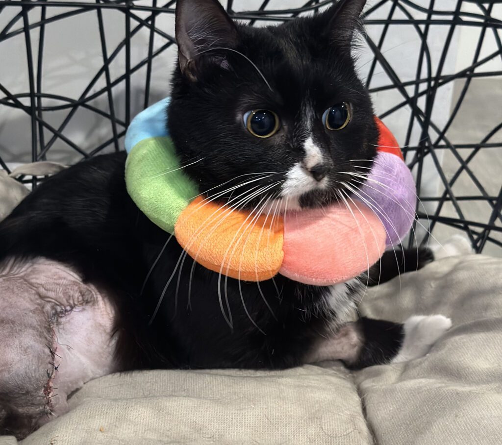 Second Chance - American Humane Society