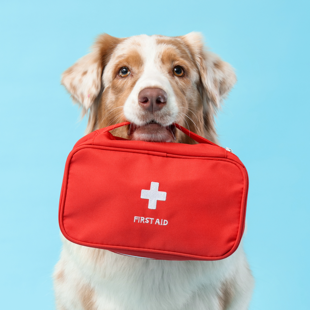 10 First-Aid Tips for Pet Parents - American Humane Society