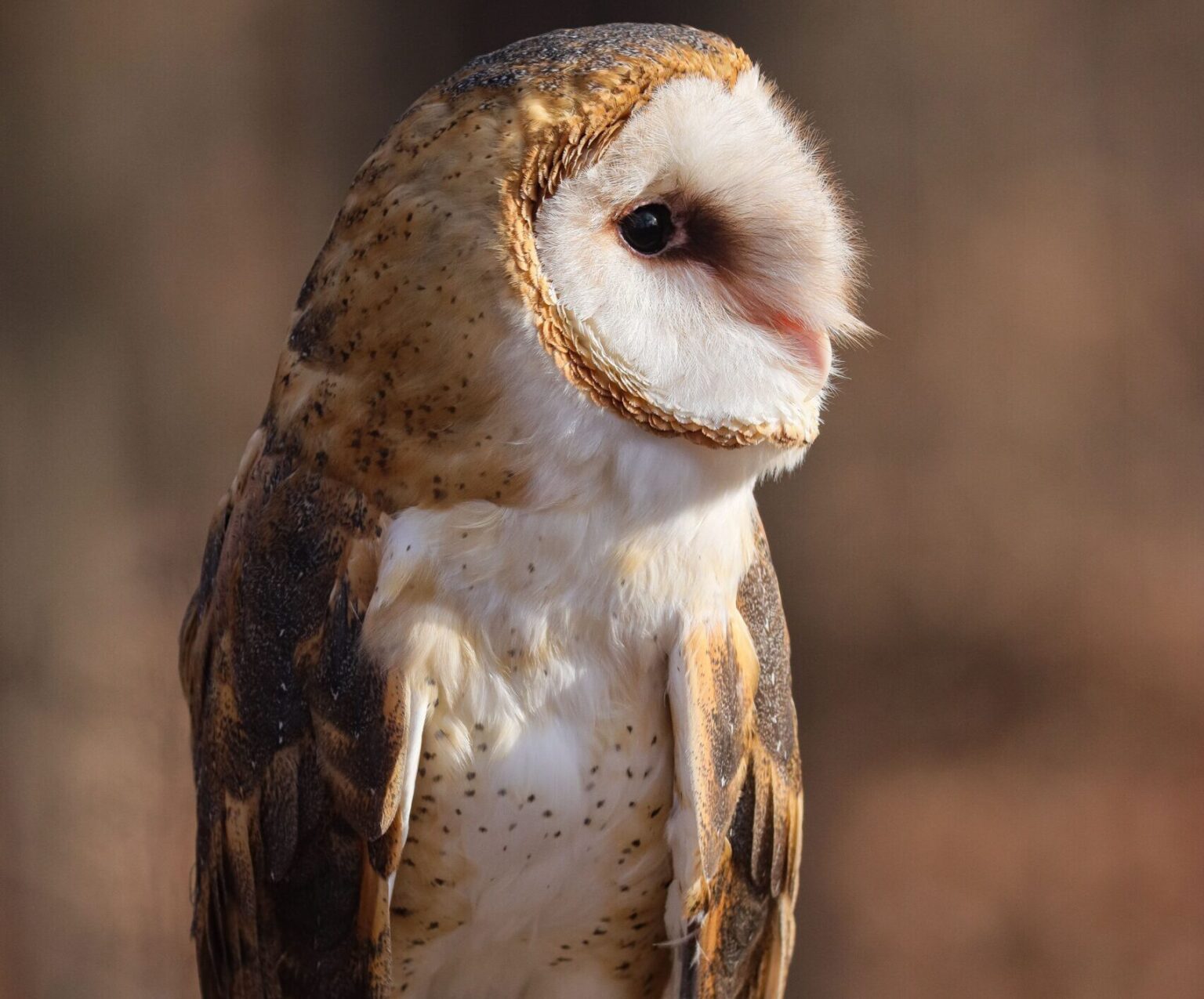 Visit Certified Zoos & Aquariums - American Humane Society