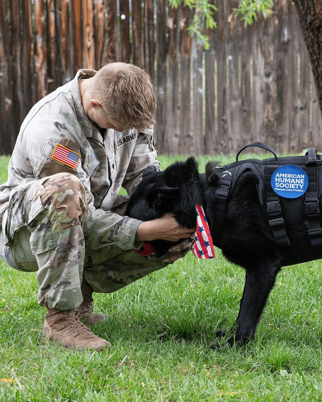 Adopt A Military Dog Uk