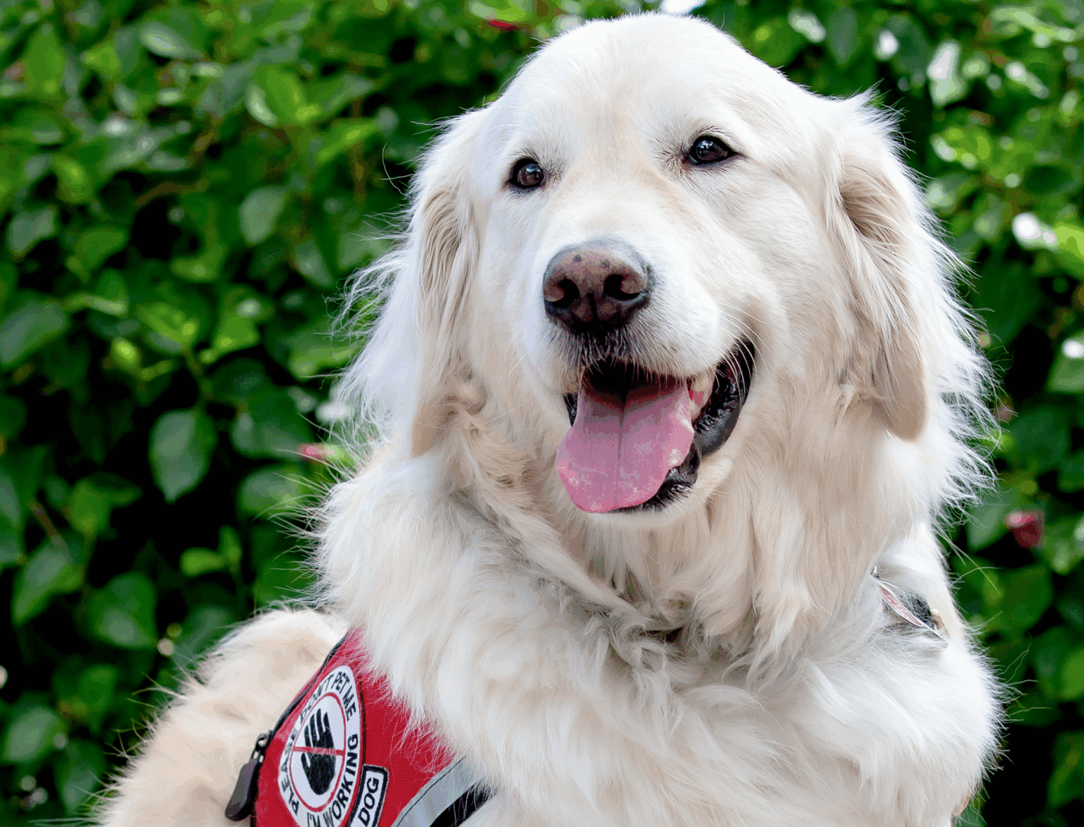 Law Enforcement and First Responder Dogs - American Humane Society