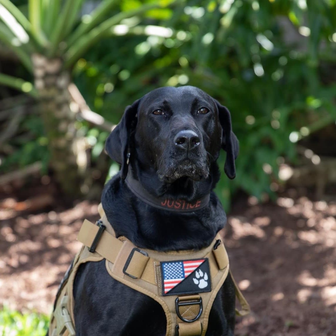 Meet Justice: Hero Dog Semi-Finalist