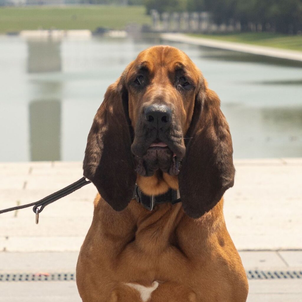 Law Enforcement and First Responder Dogs - American Humane Society