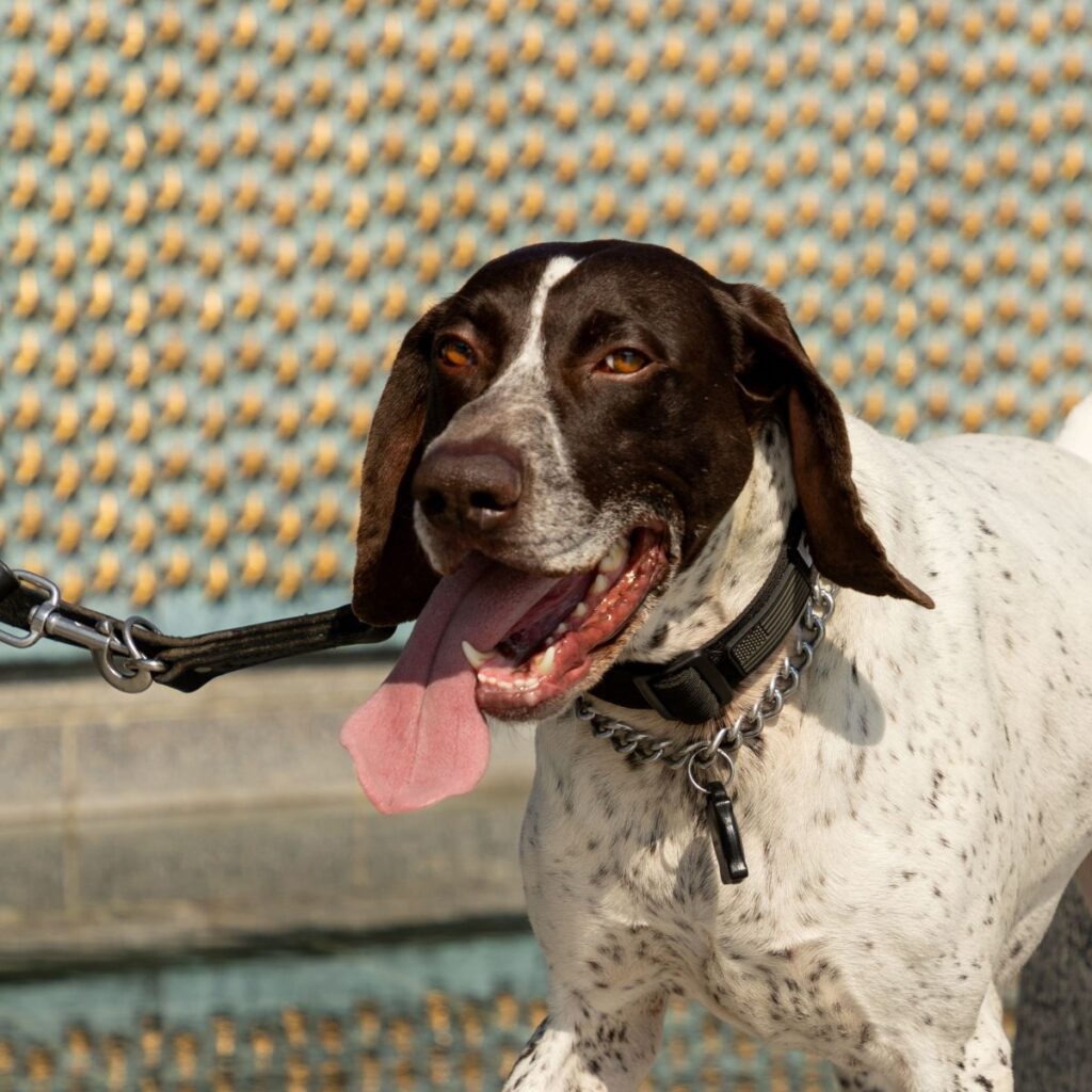 Law Enforcement and First Responder Dogs - American Humane Society