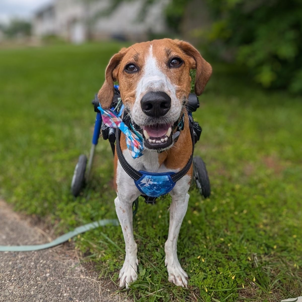Meet Lieutenant Dan: Hero Dog Award Semi-Finalist