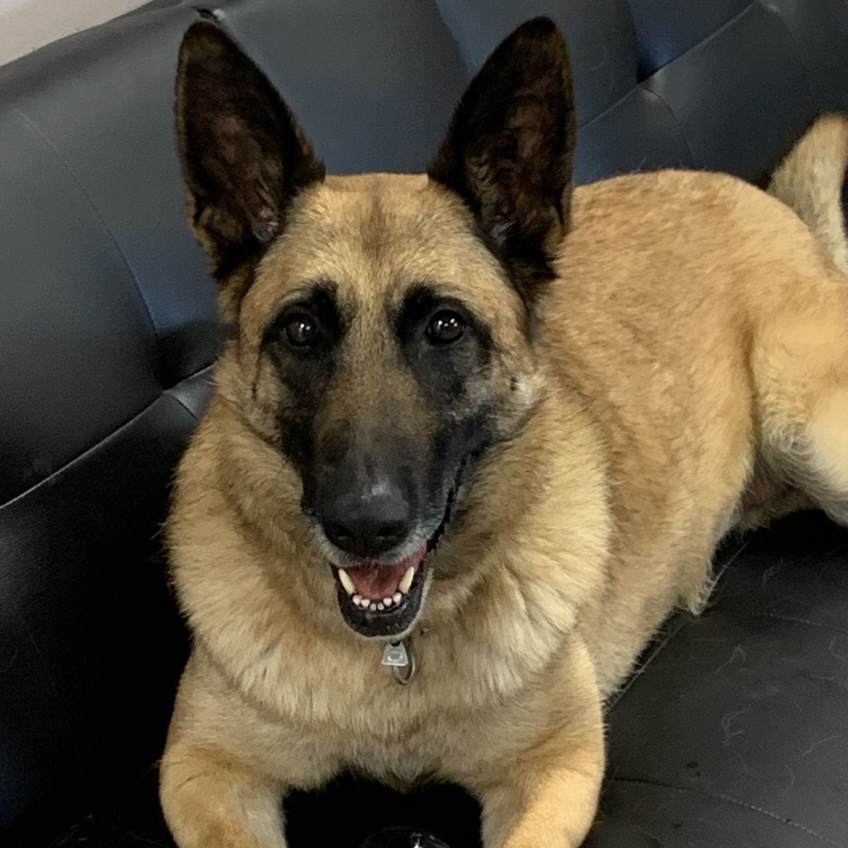 Meet Misha: Hero Dog Semi-Finalist