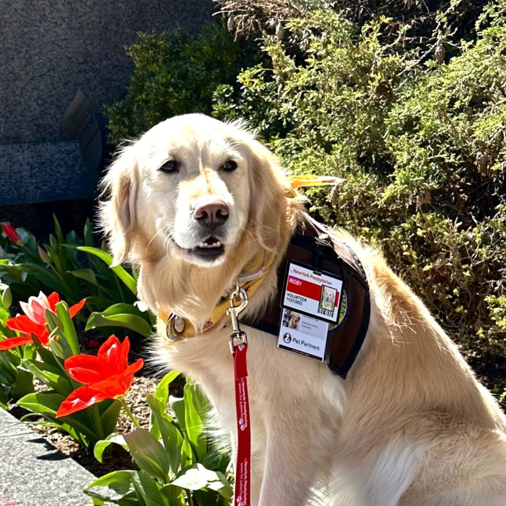 Therapy Dogs - American Humane Society