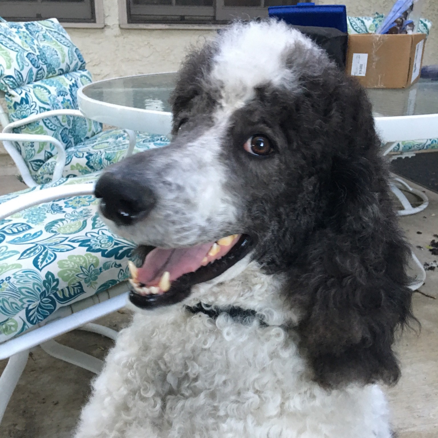 Meet Rudy: Hero Dog Semi-Finalist