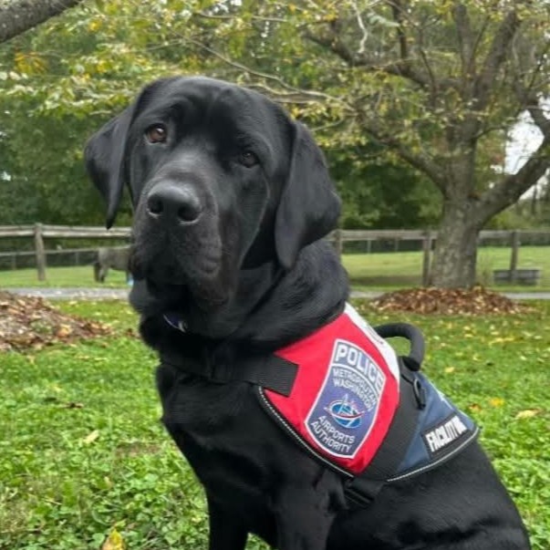 Law Enforcement and First Responder Dogs - American Humane Society