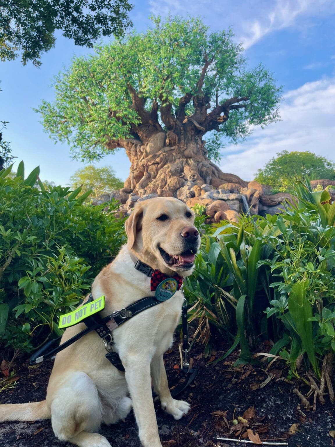 Meet Donald: Hero Dog Semi-Finalist