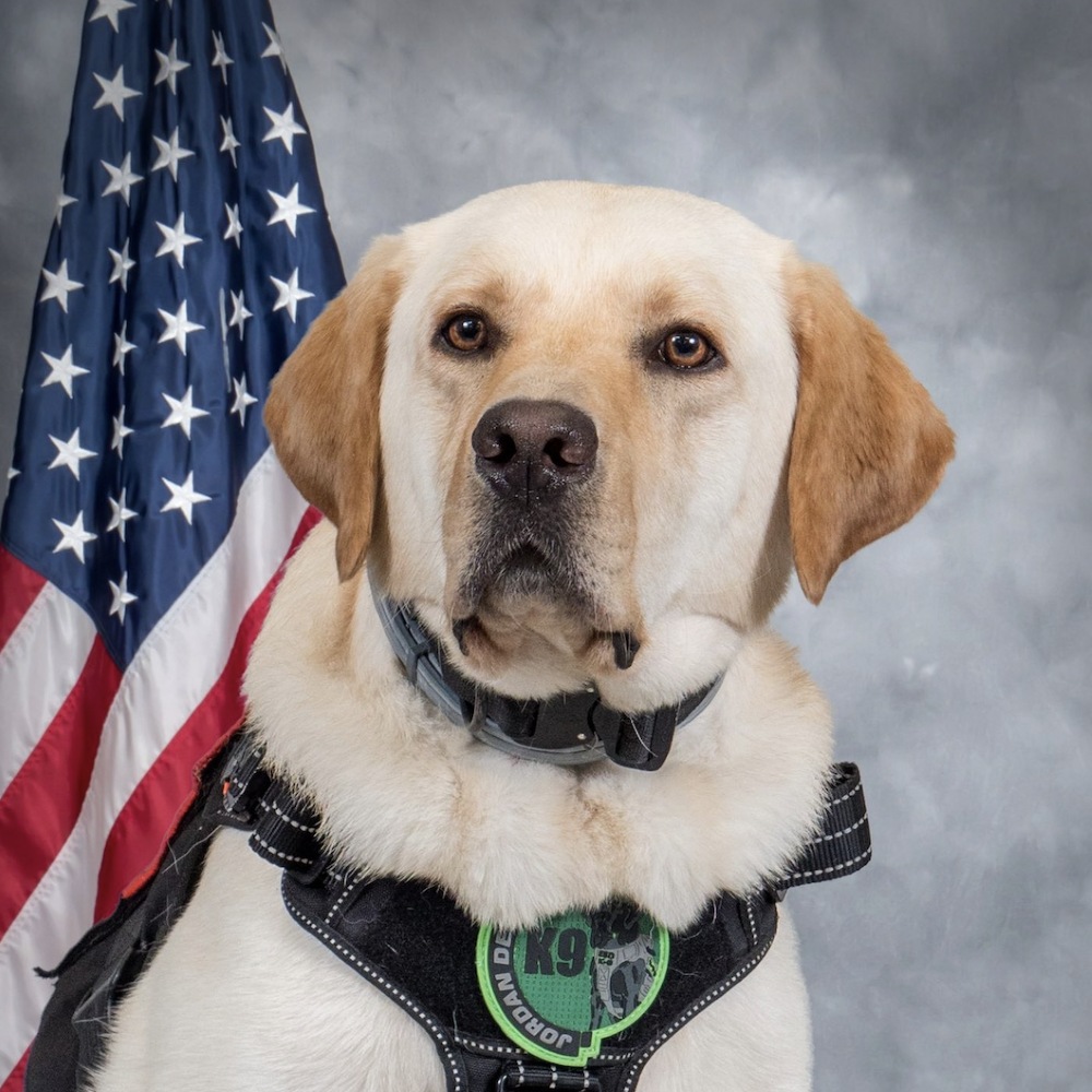 Meet Harrison: Hero Dog Semi-Finalist