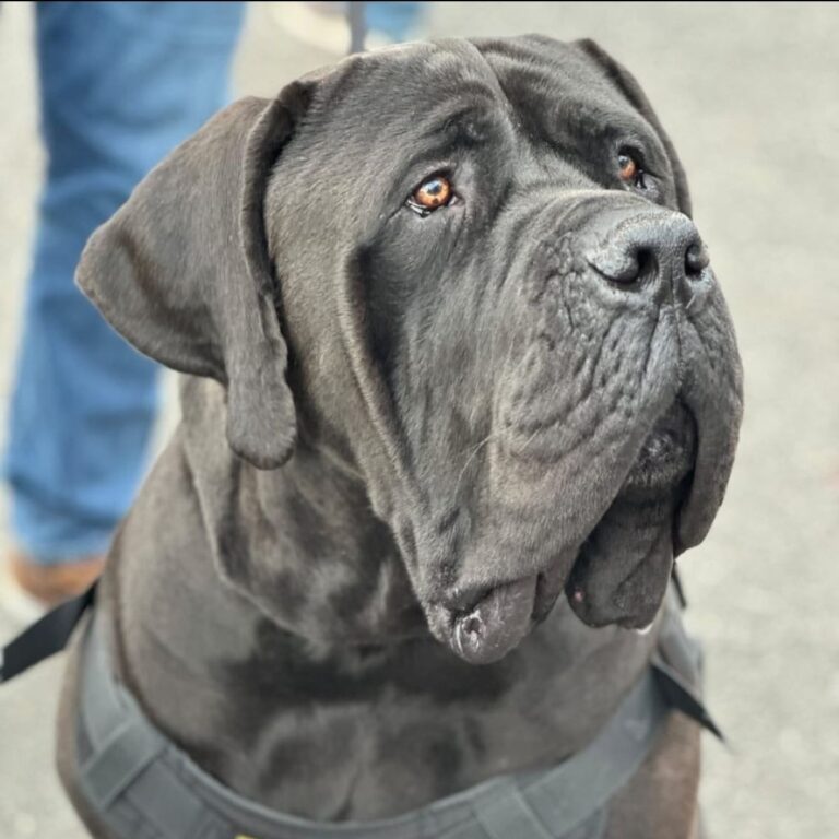 Meet Jager: Hero Dog Semi-Finalist