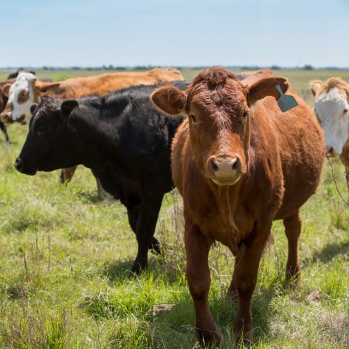 Farm Certification Standards - American Humane Society