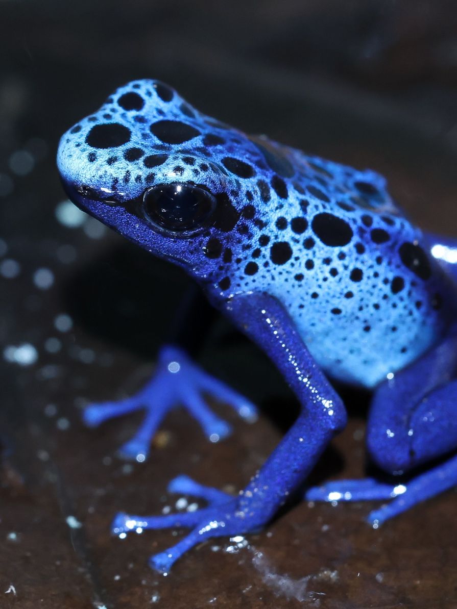 American Humane Challenges Political Campaigns to Include Animal ...