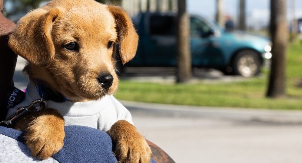 Air Bud - American Humane Society