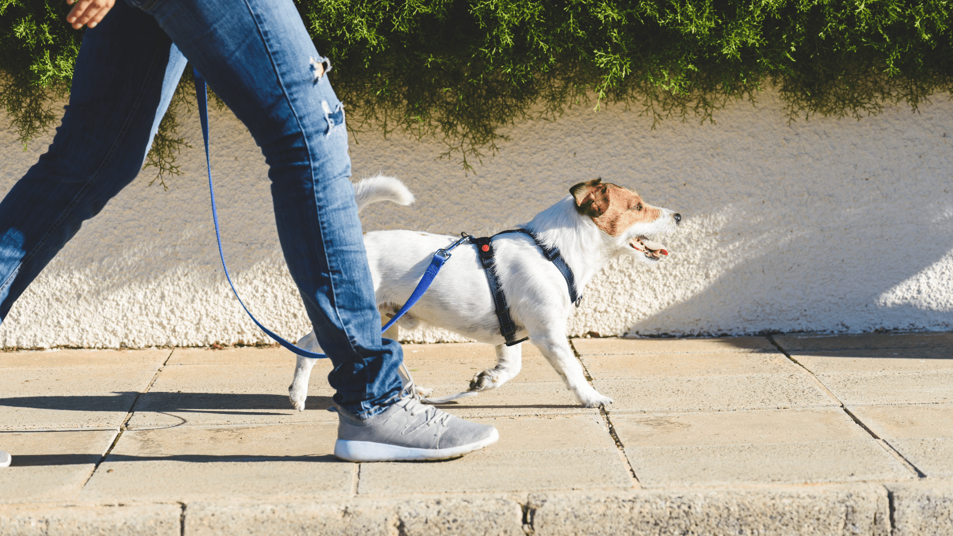 10 Training Tips for Happier, Safer Walks with Your Dog - American Humane Society