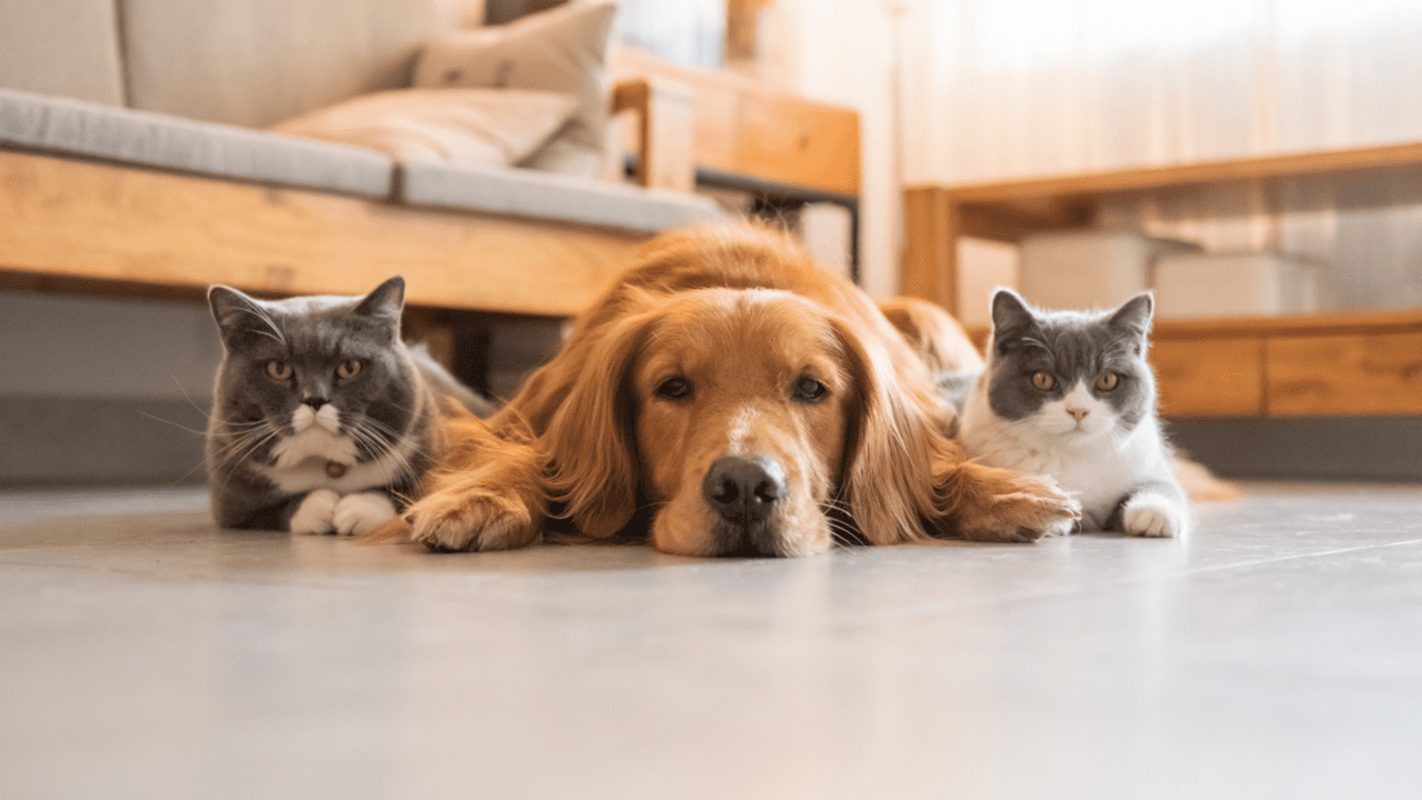 Indoor Cats vs. Outdoor Cats - American Humane Society